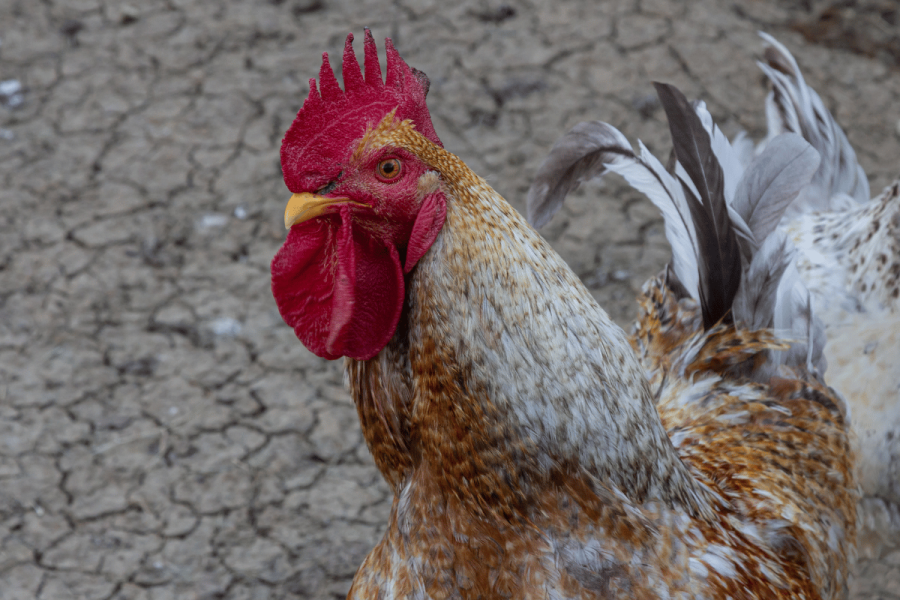 UMVA - COCKFIGHTING CRIME RING SHATTERED: Final Boss Behind Bars!